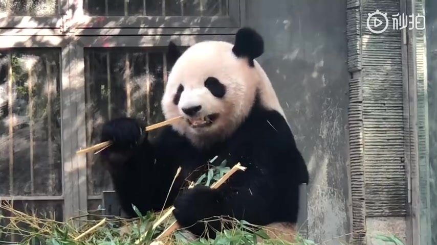 【大熊猫娇小】这位娇小哥哥长得很帅(10.24)