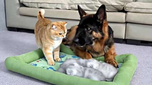 母猫将小猫丢给狗狗照顾,主人被接下来的事逗笑
