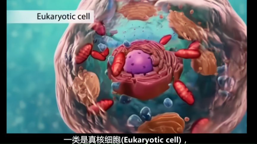 原核细胞与真核细胞的结构