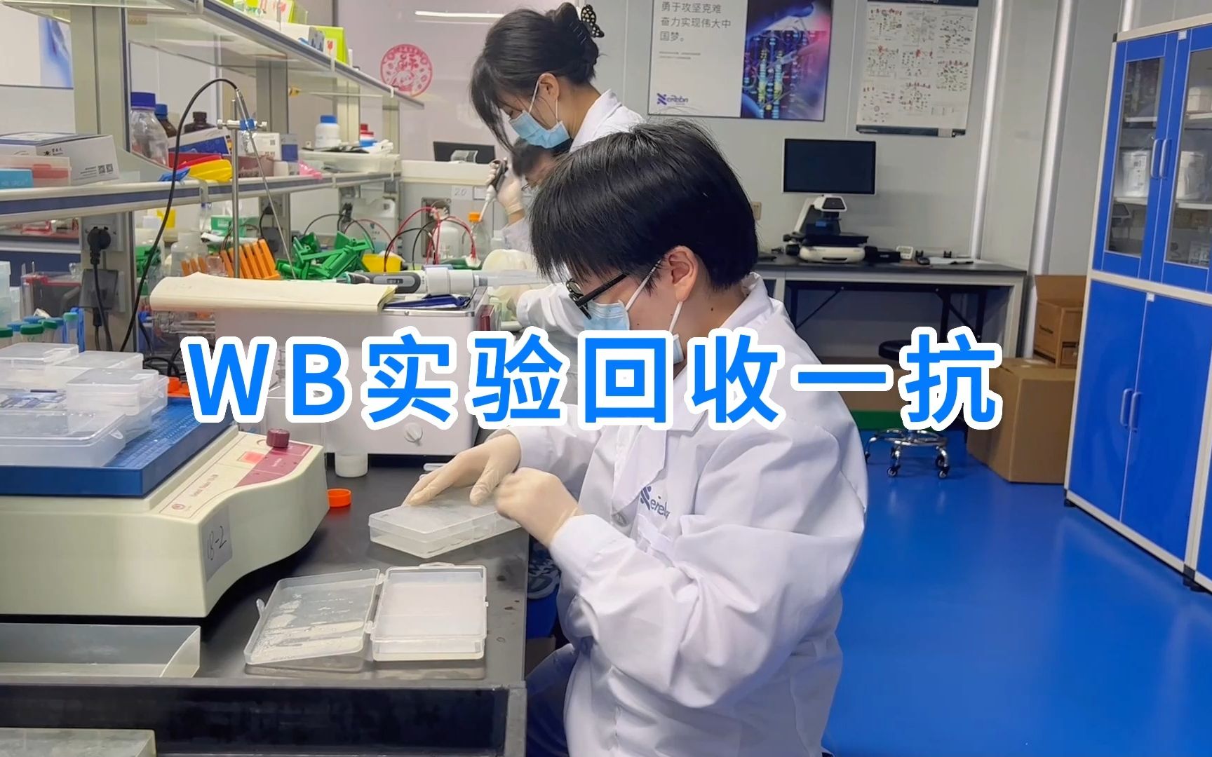 实验:wb回收一抗