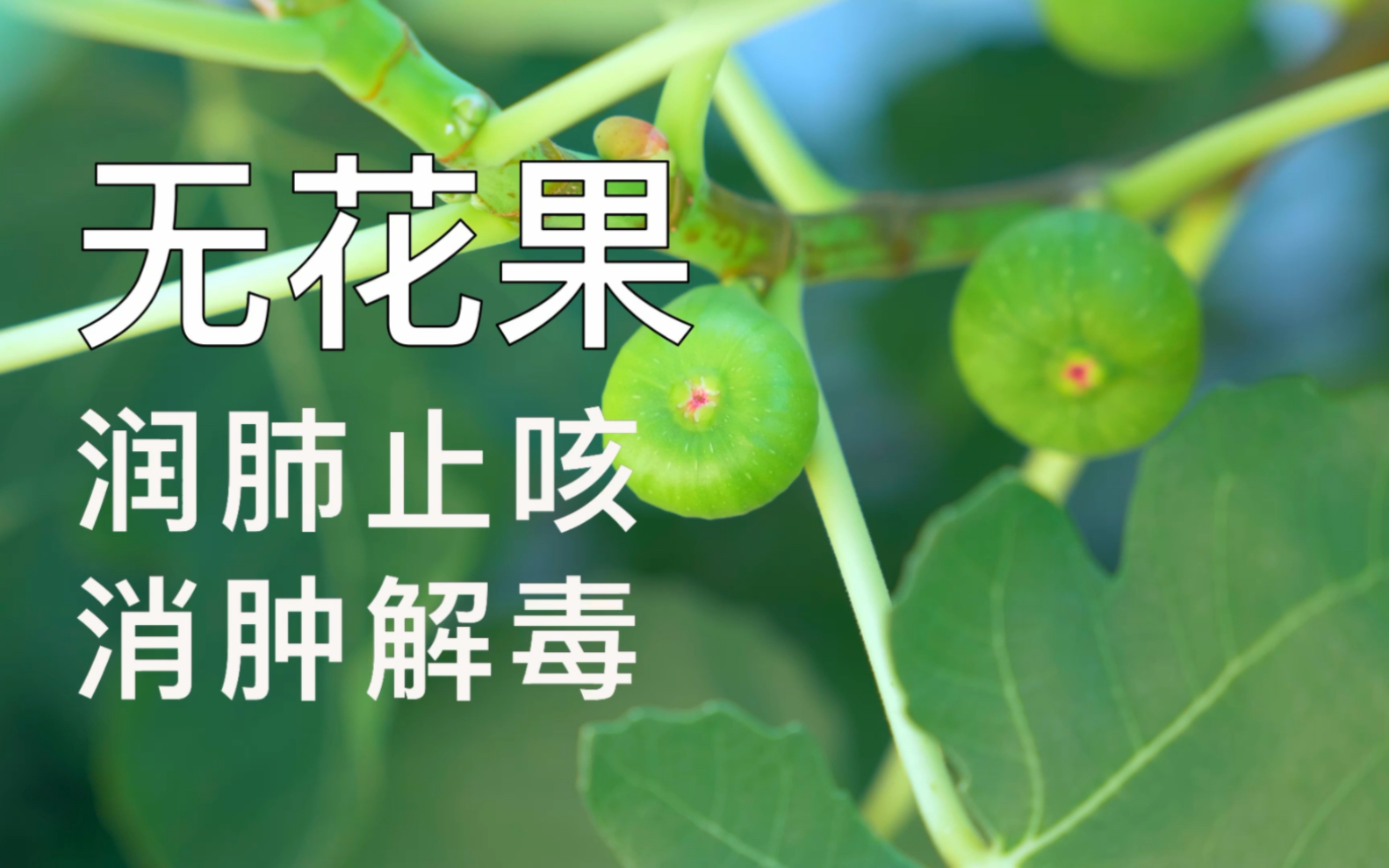 【无花果】很有价值,看看怎么吃