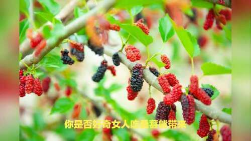 女人必看!桑葚泡酒竟有这5大神奇功效,美容养颜抗衰老