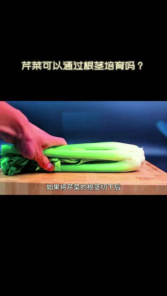 芹菜可以通过根茎培育吗?