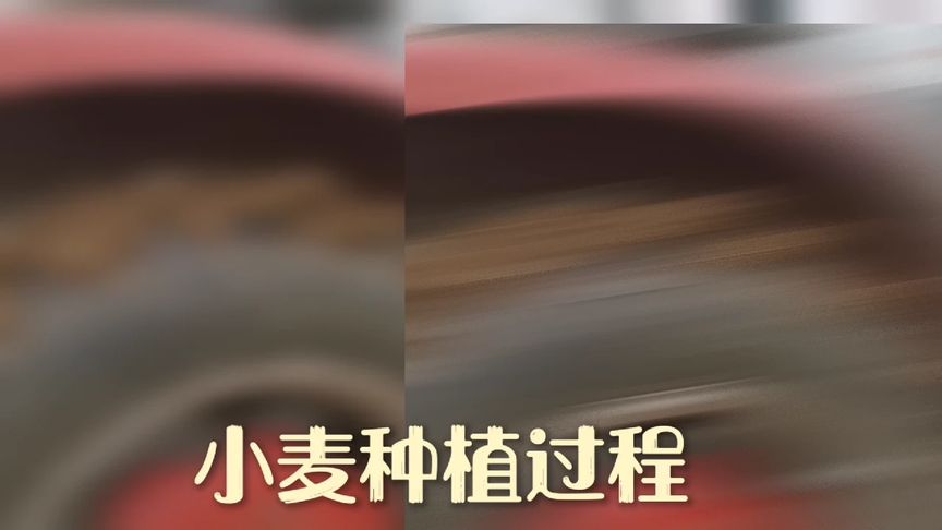 农村小麦种植过程。
