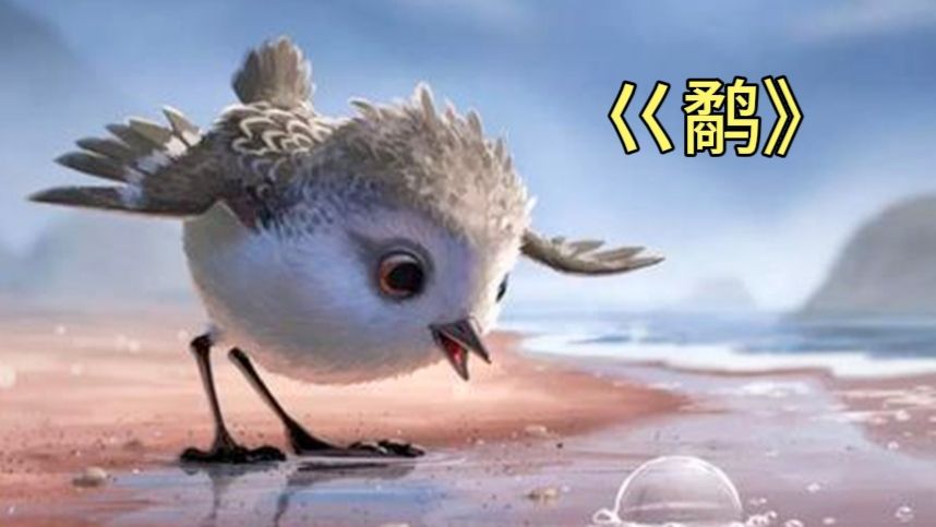 获荣奥斯卡动画治愈系小短片巜鹬》暖心且具有教育意义