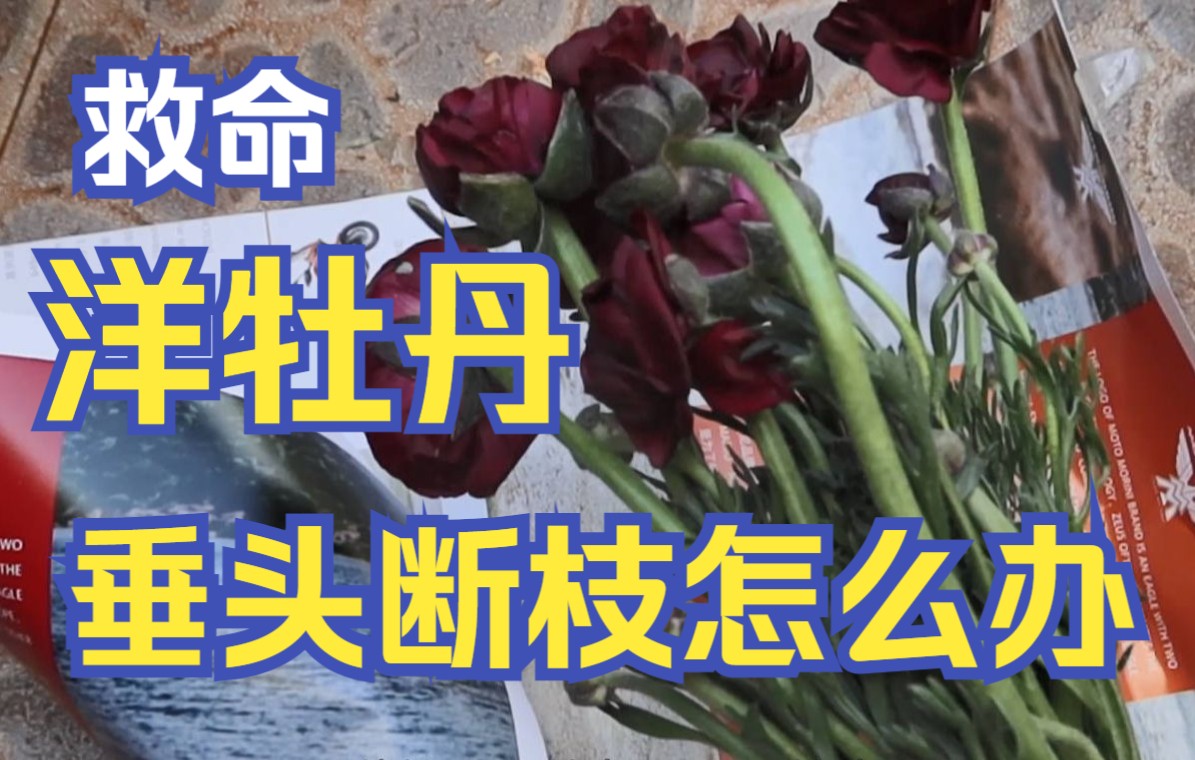 不知道如何养护洋牡丹(切花)?看这个视频就够了