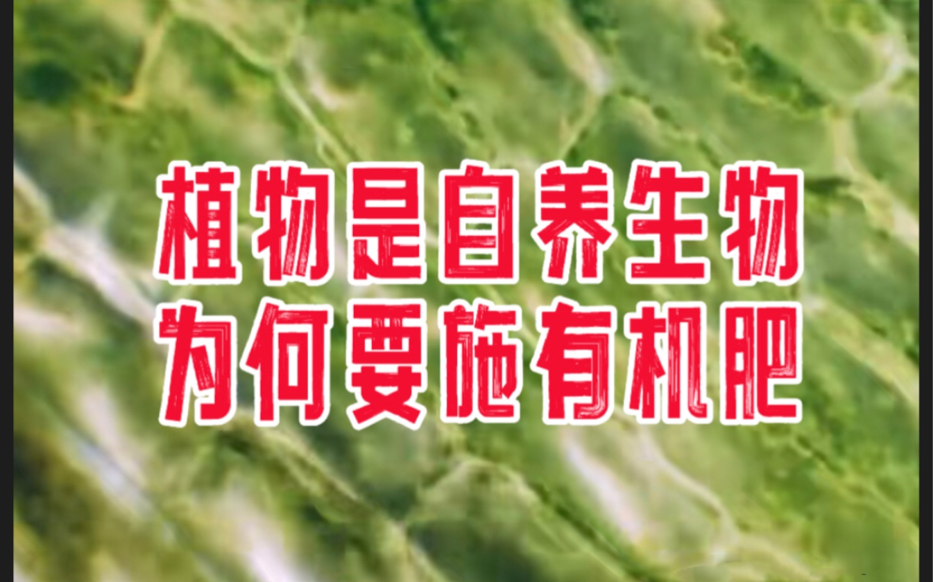 有机肥是怎么发挥作用的?
