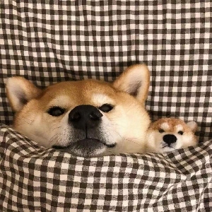 晓航z 
