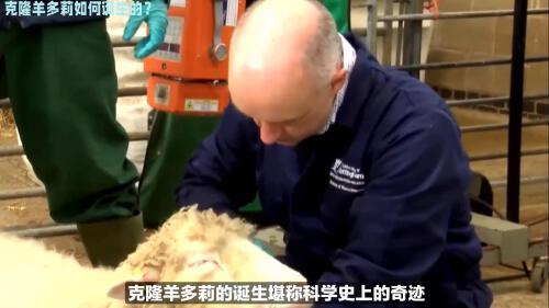 克隆羊多莉是如何诞生的?