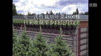阳台或屋顶垂面绿化式雾培菜园设计与预算