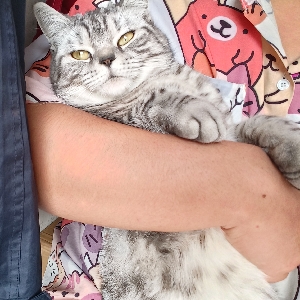MouER-会飞的荷兰猪 