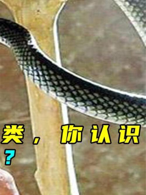 揭秘中国及全球最毒蛇类,你认识多少?被咬了会怎么样?03