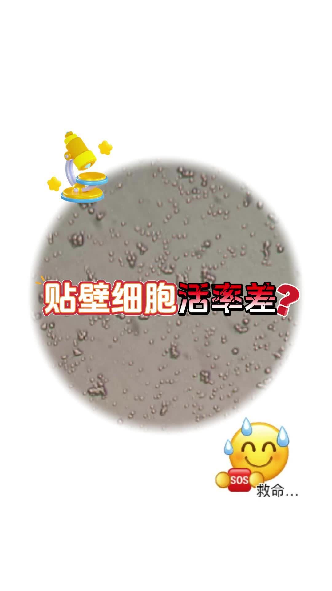 拯救你的贴壁细胞!