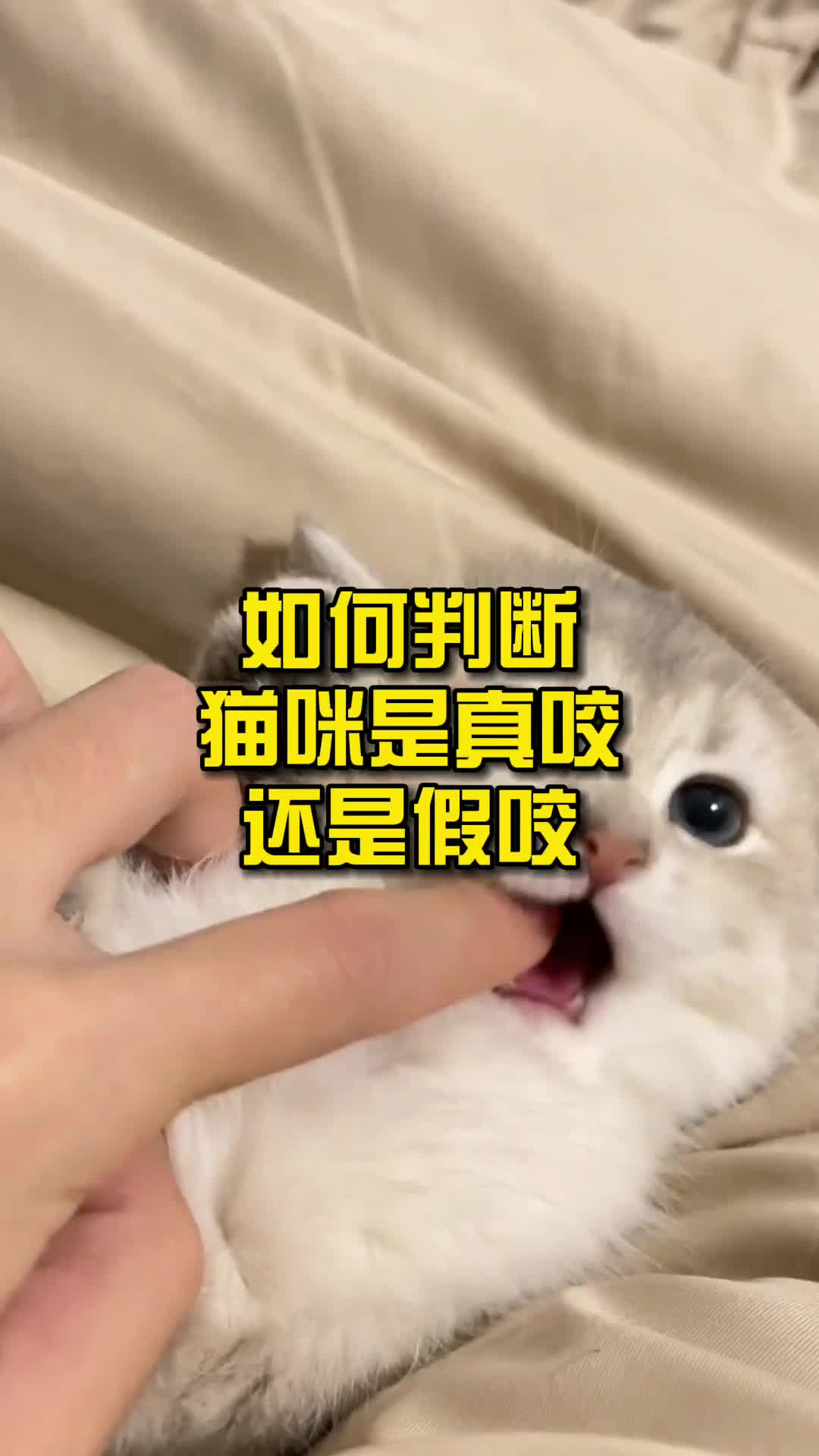 如何判断猫咪是真咬还是假咬?