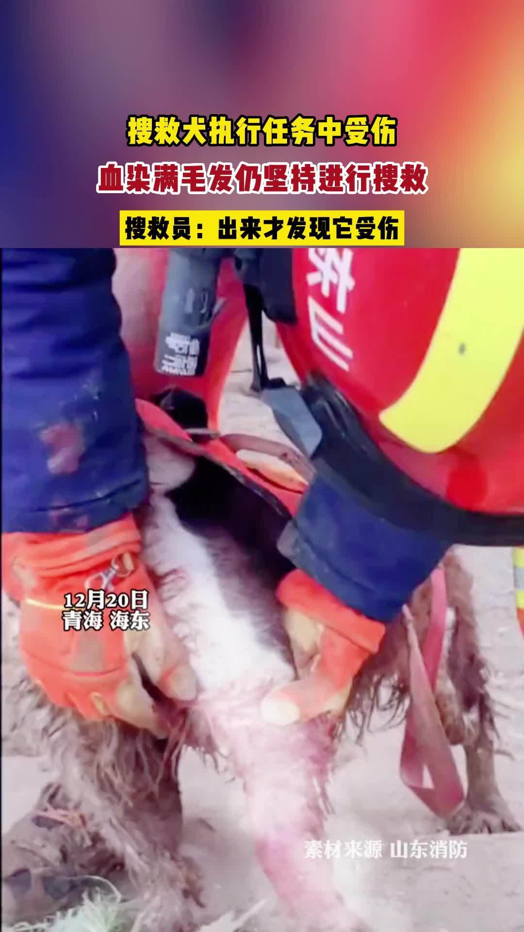 搜救犬执行任务中受伤,血染满毛发仍坚持进行搜救