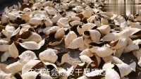 广东新会人晒陈皮,存放越久越值钱,诀窍在这,快来看