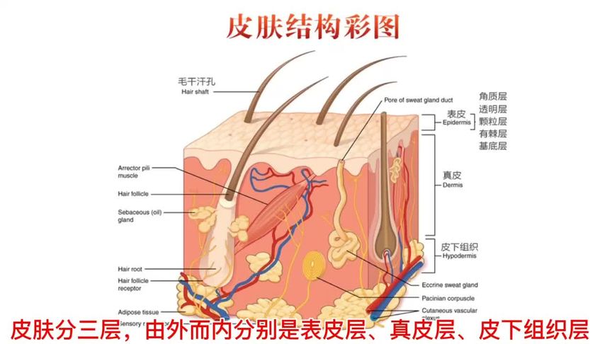 皮肤的结构#皮肤 皮肤主要分三层:表皮层、真皮层、皮下组织层。