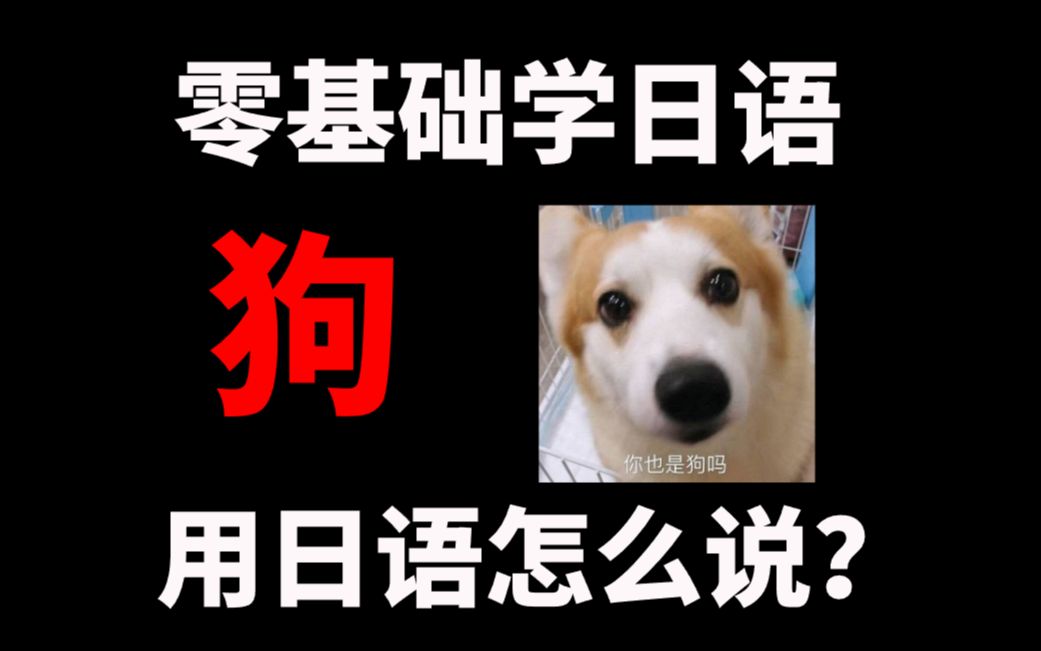 “狗”用日语怎么说?