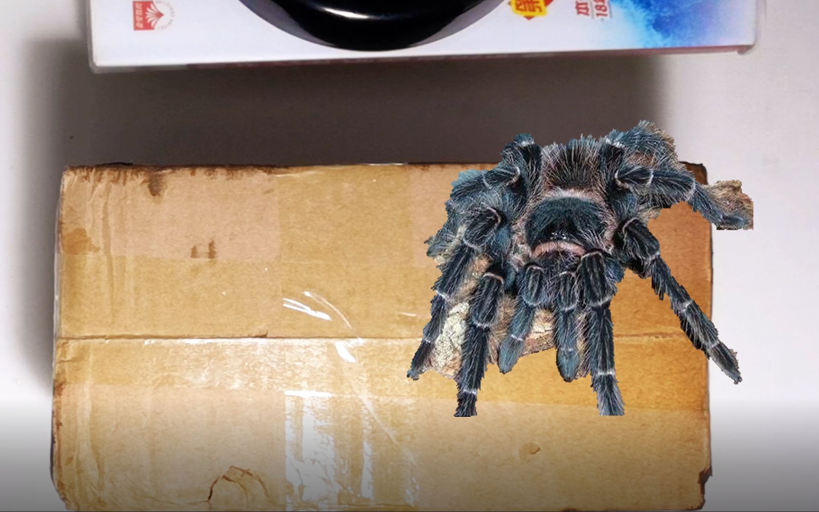 【蜘蛛开箱】巴西所罗门开箱,经典的宠物捕鸟蛛种类之一