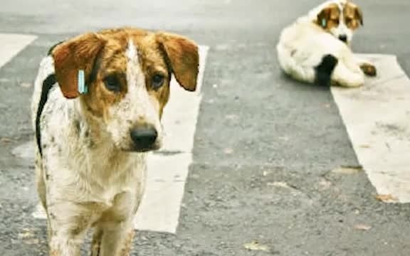 济南拟规定遗弃犬只罚款两千元,济南近十年犬伤人案2万余起