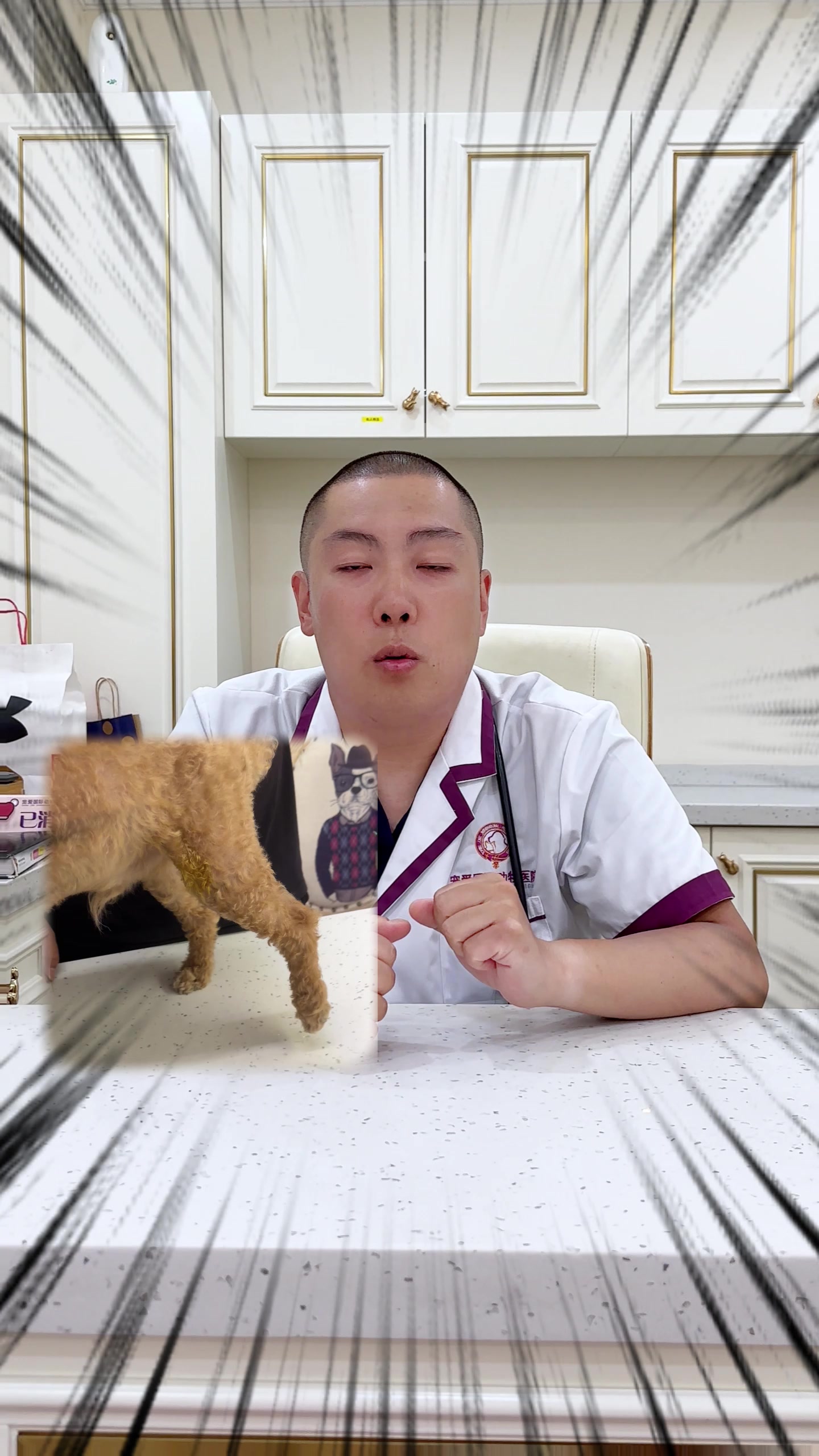 宠物骨折了,该怎么安全的送到医院,避免二次伤害? #宠物全髋置换 #...