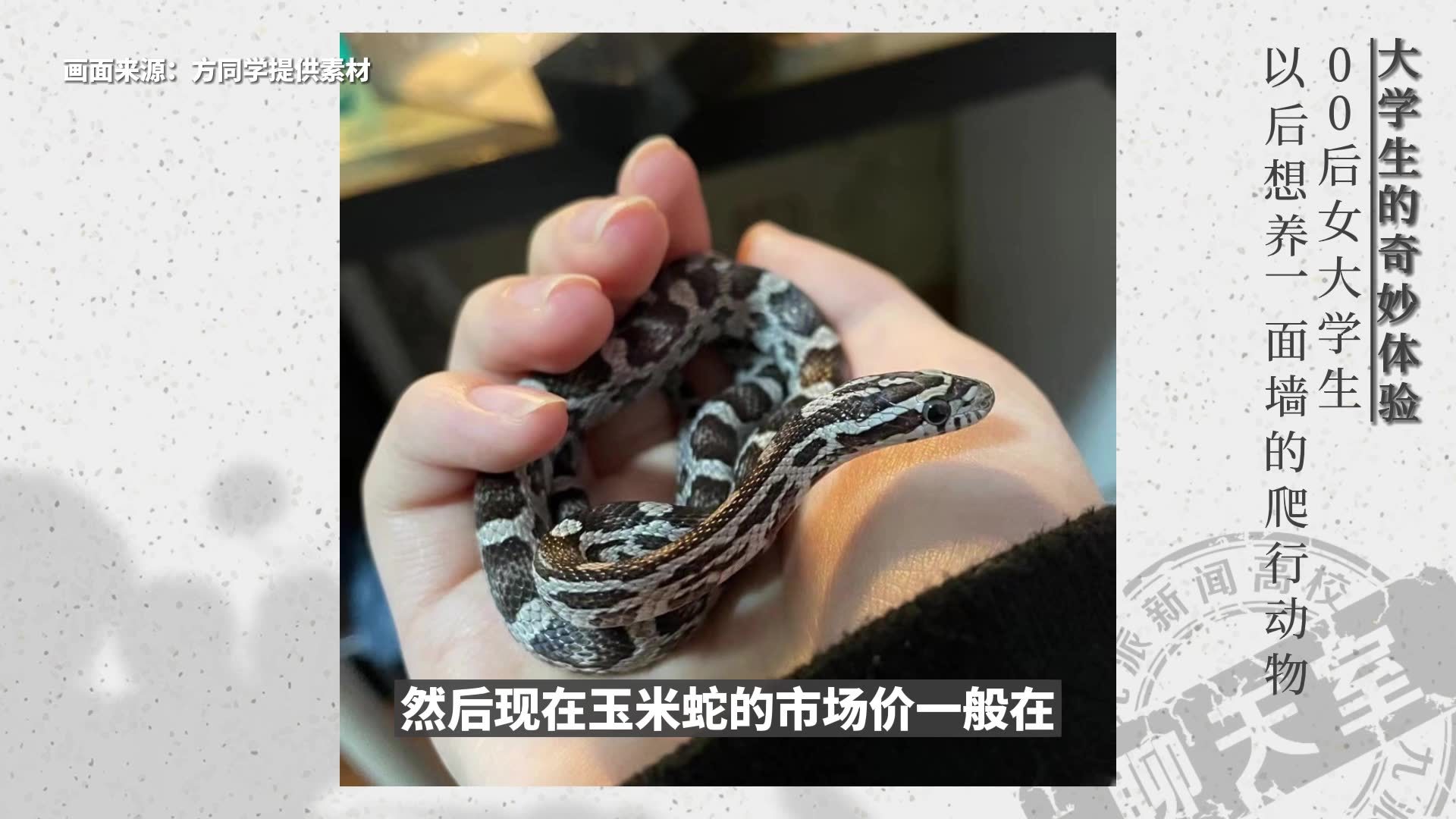 00后女大学生养蛇和蝎子:以后想养一面墙的爬行动物,感觉玉米蛇比狗.