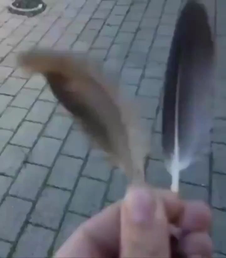 鸟类羽毛在风中的两种不同功能