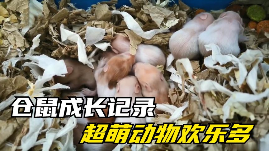 超萌仓鼠从出生到30天的成长记录,除了睡觉就是吃东西,萌坏了