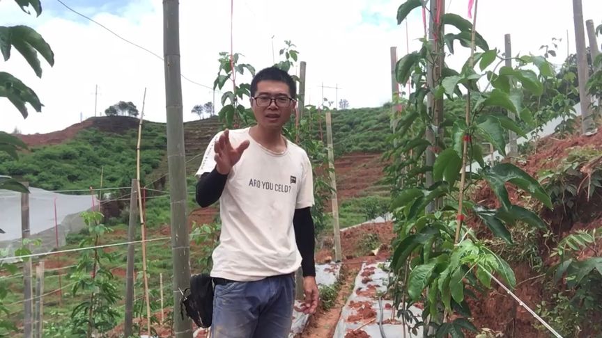 小伙的百香果搭架有点特别,空间使用率高!光照充足能丰产