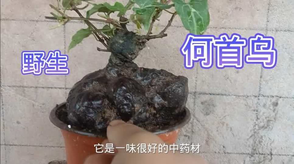野生何首乌的药用价值和观赏价值极高!大家一起来来了解