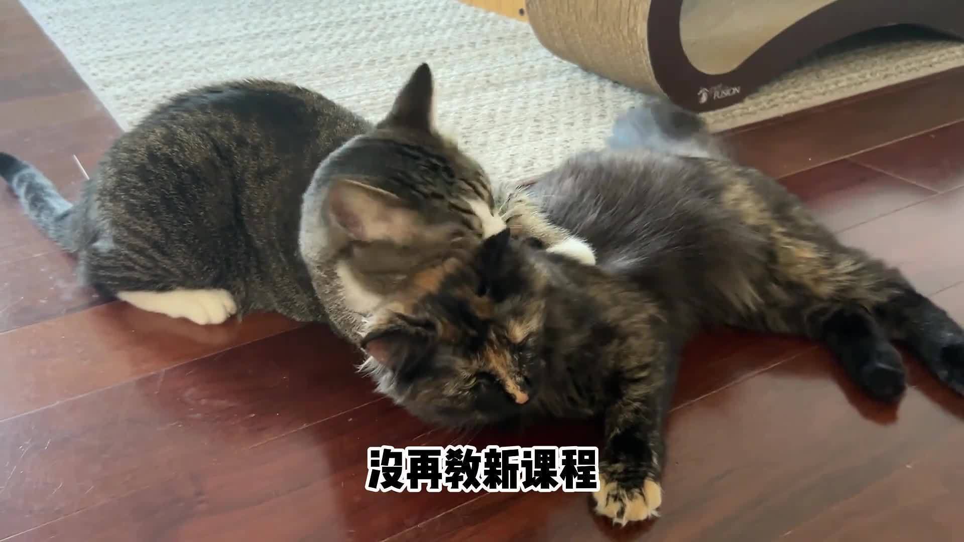 学吧,学无止境啊 #万物可爱计划 #宅家治愈记