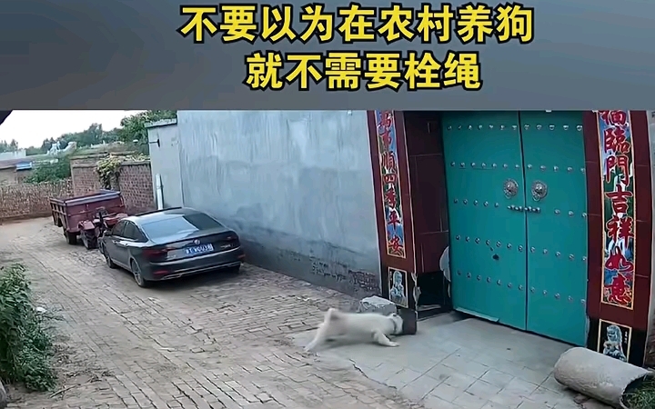 以大欺小,大狗咬死小狗