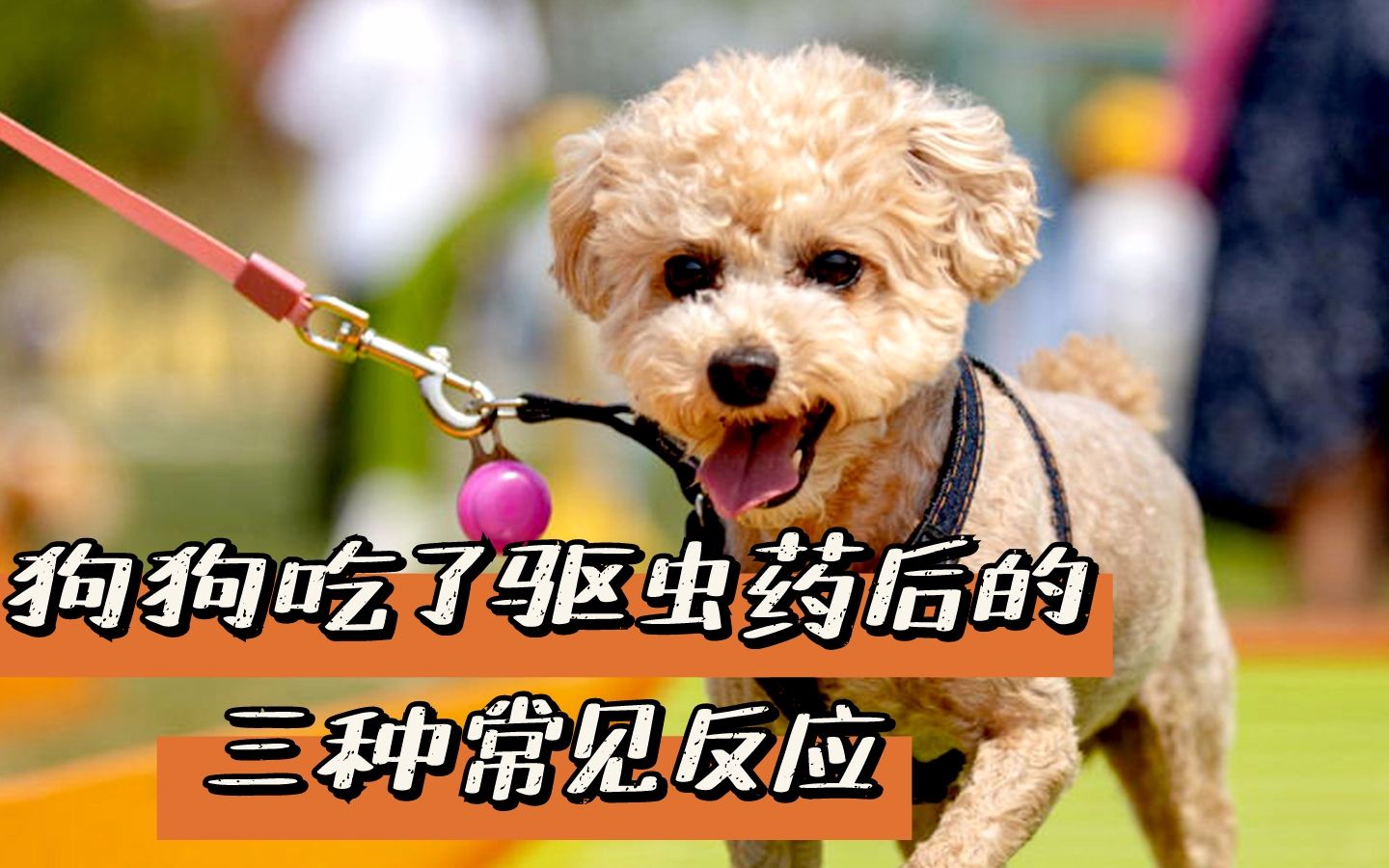 狗狗吃了驱虫药后的三种常见反应