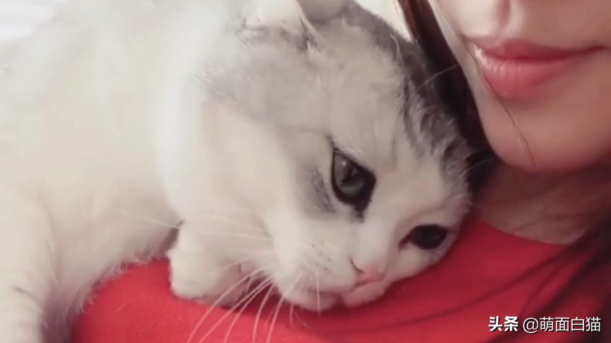 这么会撒娇的小猫咪,完全没办法拒绝啊,只想一顿亲亲