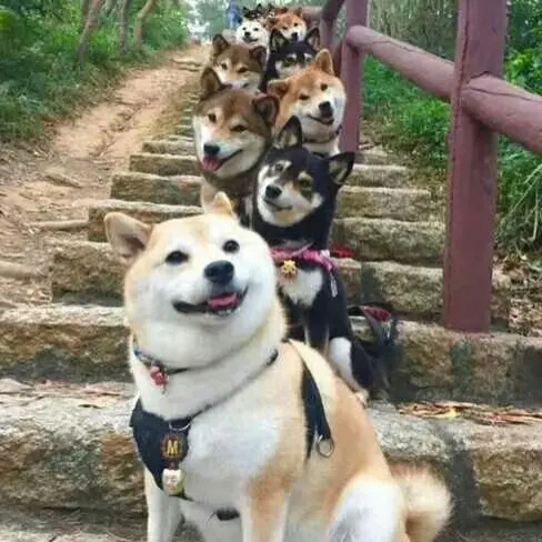 爽郑 