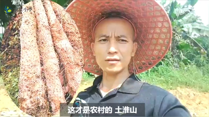 辛勤劳作:农村土淮山啥样?小伙这样来除草,营养有滋肾强体作用