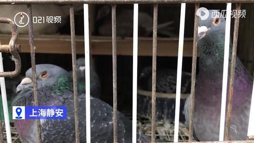 鸽子屎,鸽毛飘…头顶百只鸽子飞邻居十年不敢晒衣,