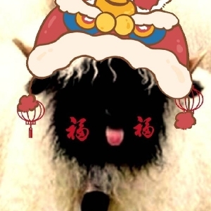 老绵羊没有羊毛 