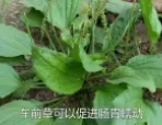 车前草功效多,泡水常喝,3个好处“自找家门”,这是男性福音!