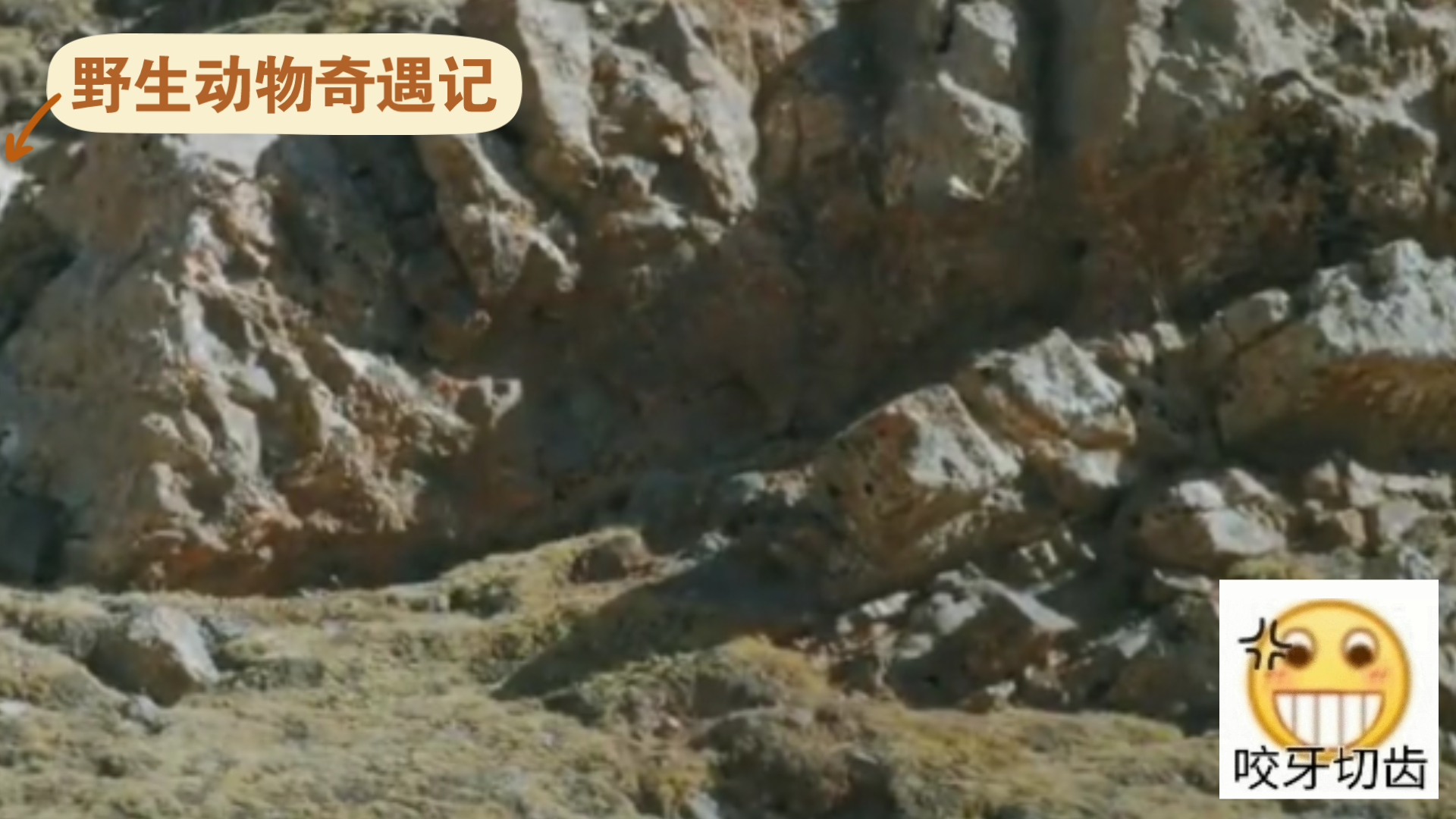 野生动物奇遇记:移民管理警察救治受伤雪豹