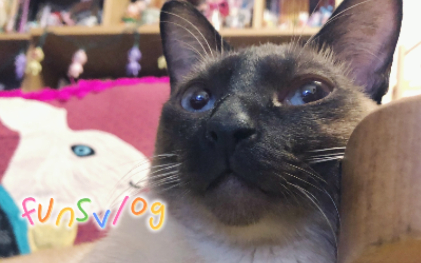 Vlog|我的暹罗猫生气了,怎么哄?北京管控升级,时间仿佛被退回到2020,...