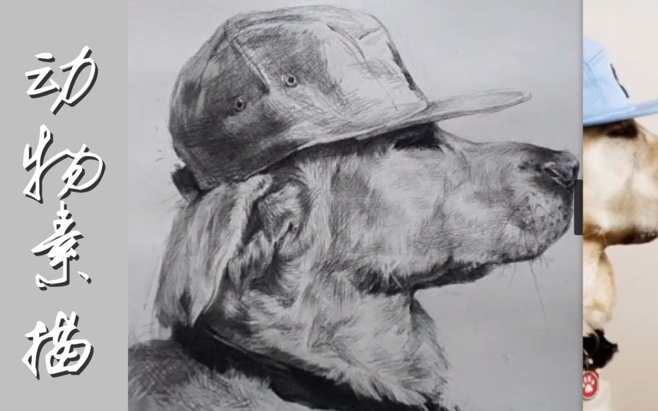 【素描教程】长视频详细讲解动物素描教学,让你更快上手。