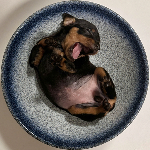 莫菲莫 