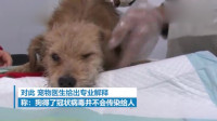 狗狗患上新冠肺炎,会传染给人吗?医生回应