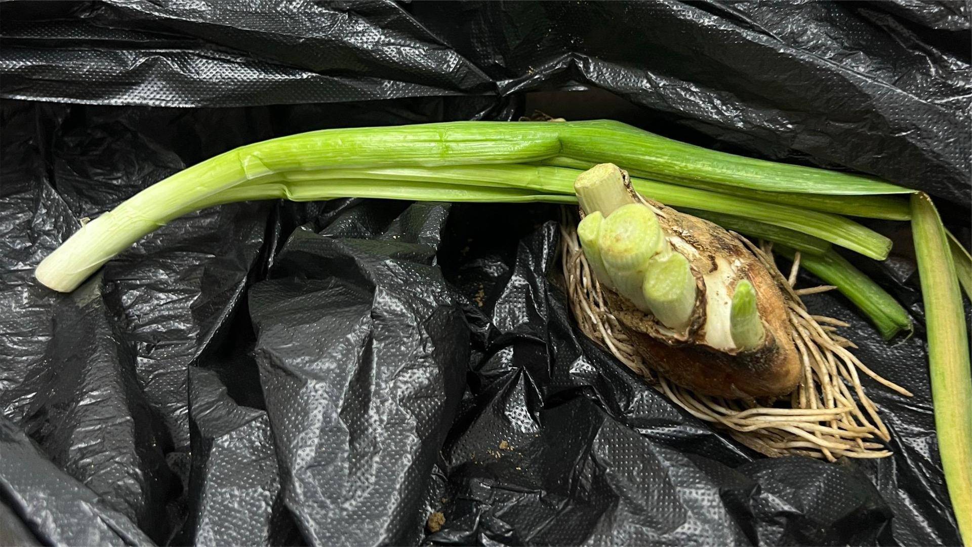 江苏一老人误将水仙花当蒜苗捡回家,一家五口食用后中毒,"当时感觉...
