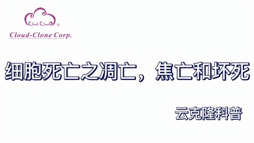 小云科普丨细胞死亡之凋亡,焦亡和坏死#科普#云克隆生物科技