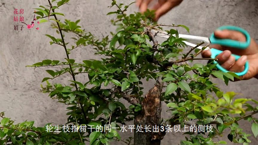 修剪是树木盆景在造型制作上的代名词,9种枝条的正确修剪方式