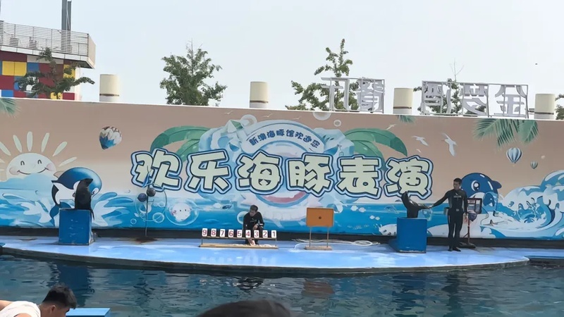 欢乐的海狮表演!