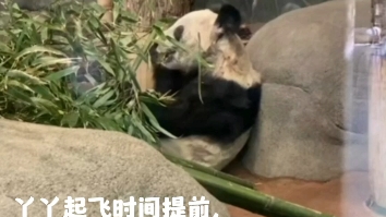 丫丫专机起飞时间提前,以航班号FX9759信息为准!目前为北京时间27...