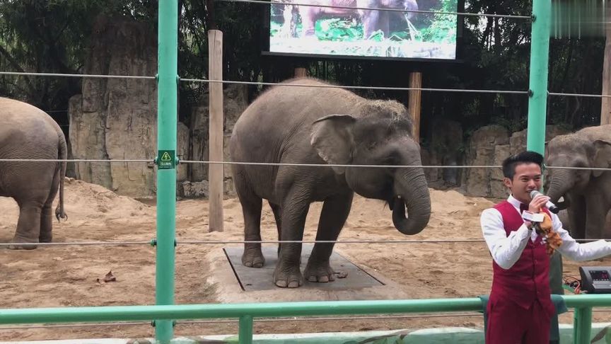 国家5A级旅游景区-广州长隆野生动物园第八集大象表演(共8集)
